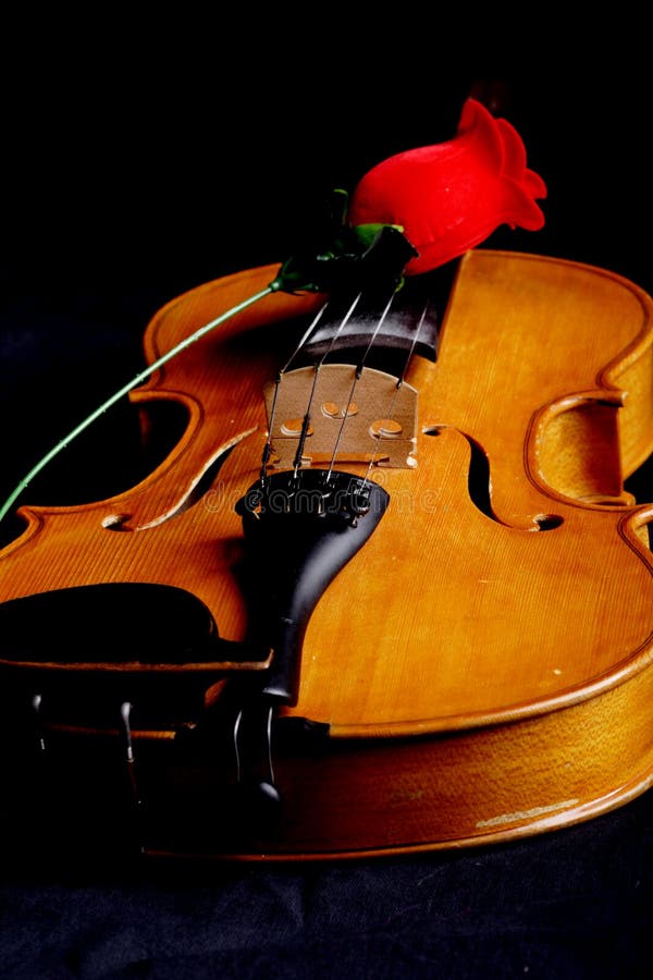 Rose Melody Picture. Image: 2545382