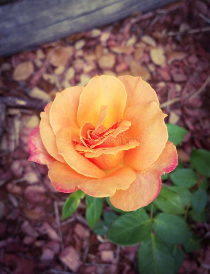 ROSE stock image. Image of melon, leaves, garden, rose - 72665141