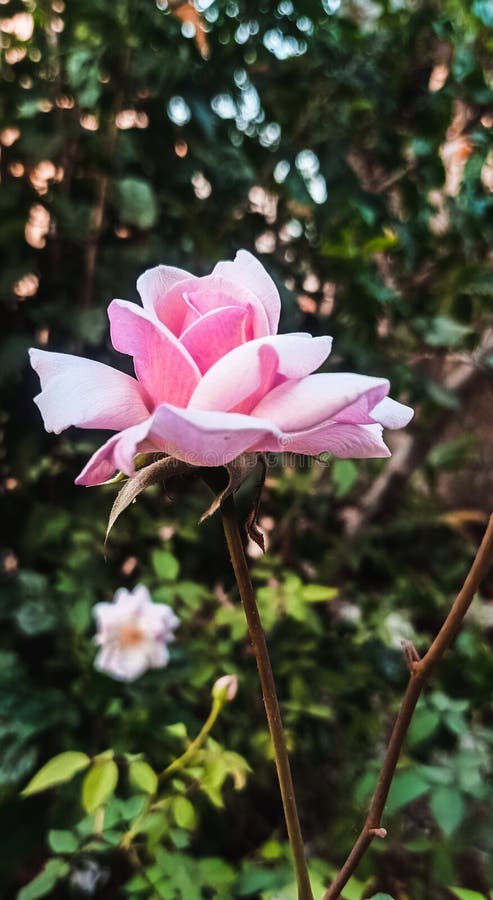 Rose, Mesmerizing Rose& X27;s Stock Image - Image of mesmerizing, roses ...