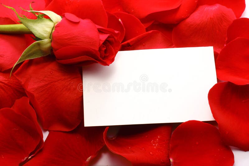 Rose and Message on a Petals Stock Image - Image of flower, gift: 5134495