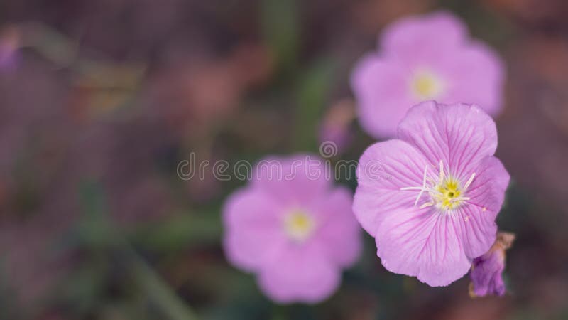 Rose of Mexico flowers stock image. Image of blossom - 153725283