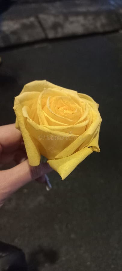 A Rose in the Middle of Night Stock Photo - Image of yellow, beautiful ...