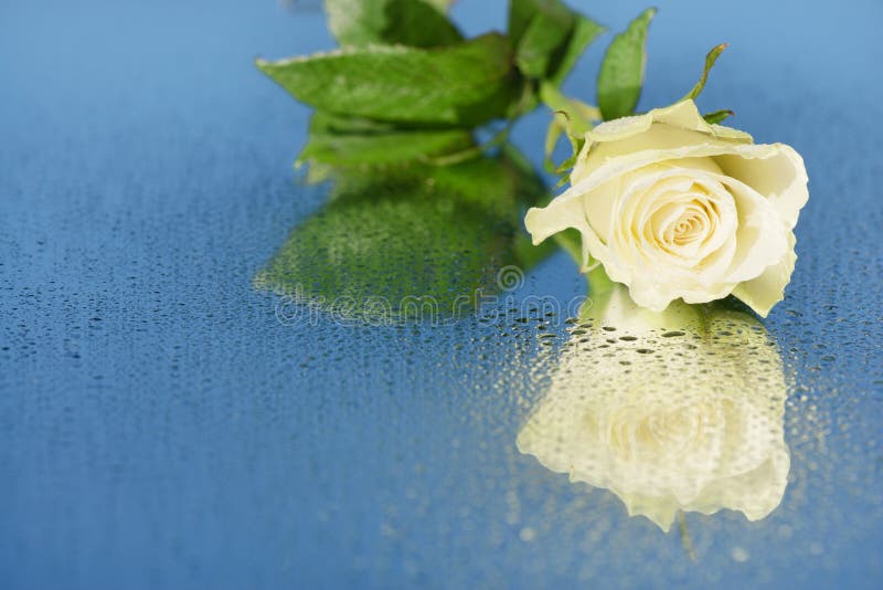 Rose on a mirror stock photo. Image of mirrored, floral - 37966870