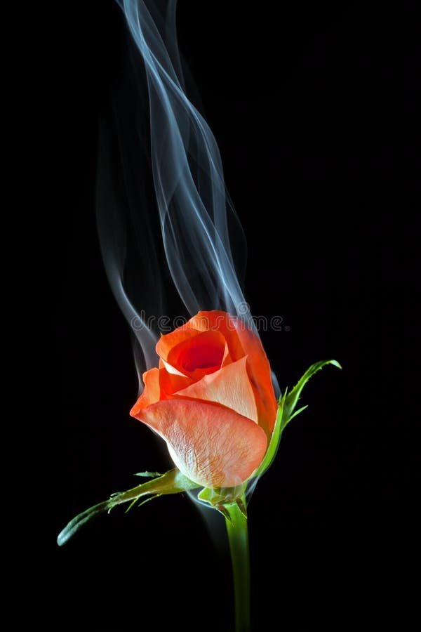 Rose Und Rauch Auf Schwarzem Hintergrund Stockbild - Bild von blume ...