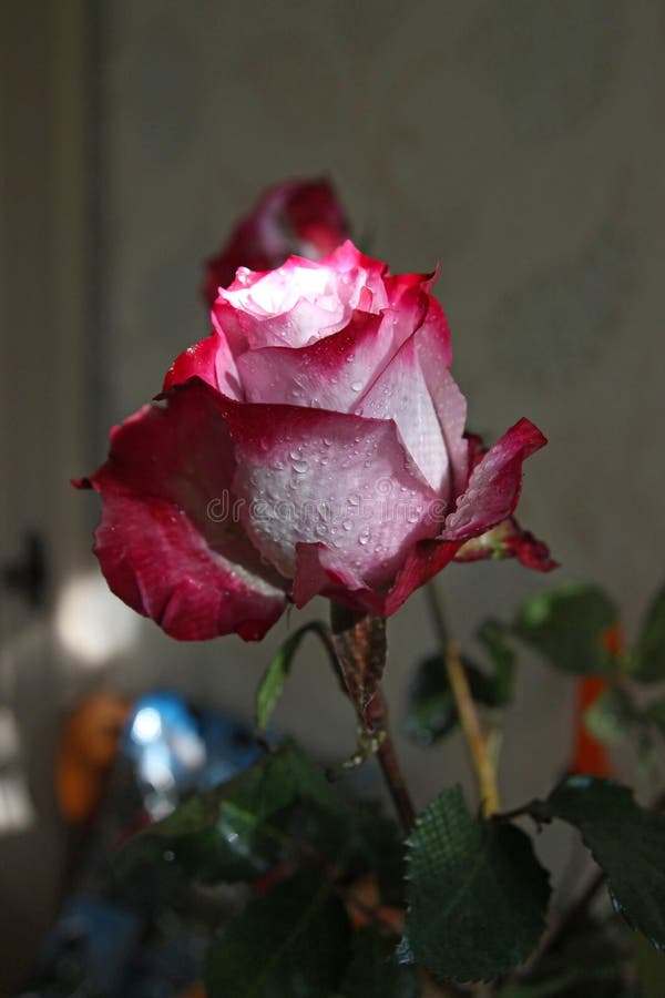 Rose Mit Wassertropfen Auf Der Sonne Stockbild - Bild von feiertag ...