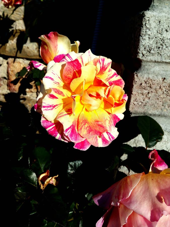 Rose stock photo. Image of rose, flower, nature, colors - 82618278