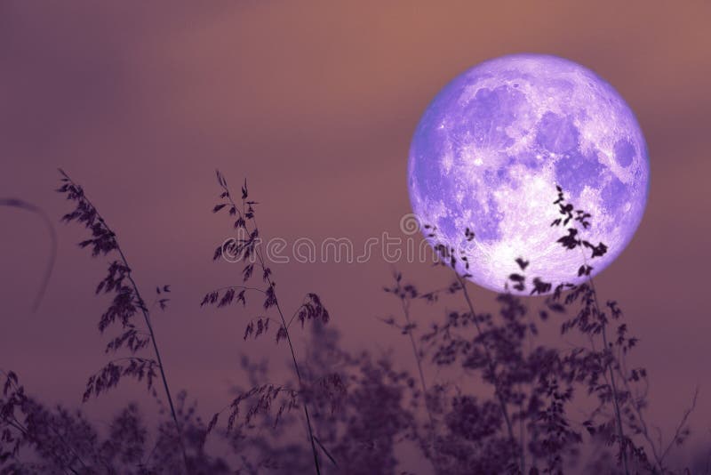 688 Moon Over Grass Field Stock Photos - Free & Royalty-Free Stock ...