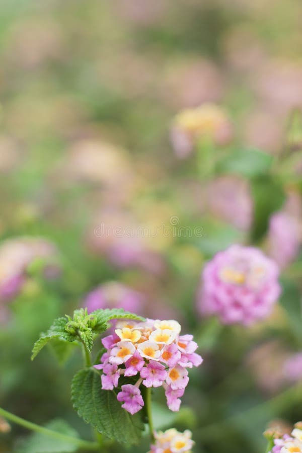 Rose Morning. Spring Scenes. Stock Photo - Image of park, color: 116768086