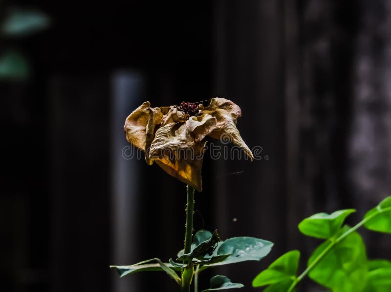 Rose morte image stock. Image du morte, rose - 12420277