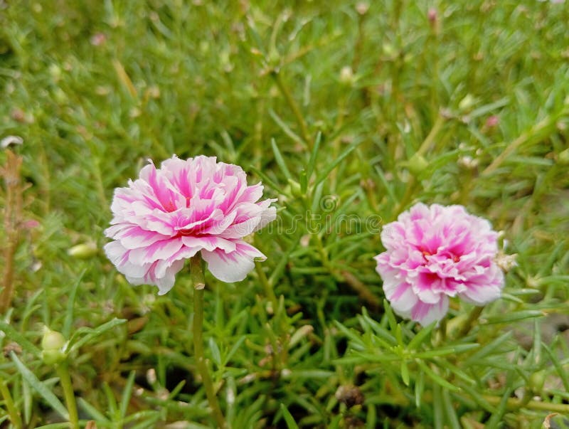 Rose Moss, a Flower that Blooms at Nine in the Morning Stock Photo ...