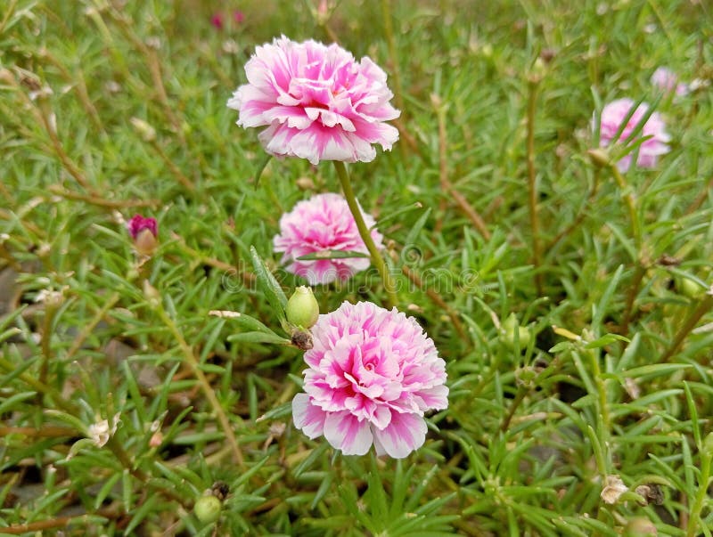 Rose Moss, a Flower that Blooms at Nine in the Morning Stock Image ...