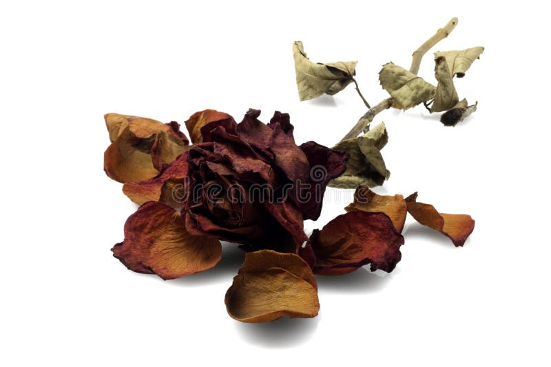 La Rose muerta imagen de archivo. Imagen de blanco, romance - 62419567