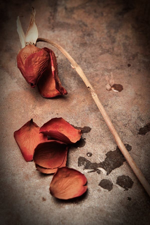 Rose muerta foto de archivo. Imagen de flor, rosa, muerto - 8569086
