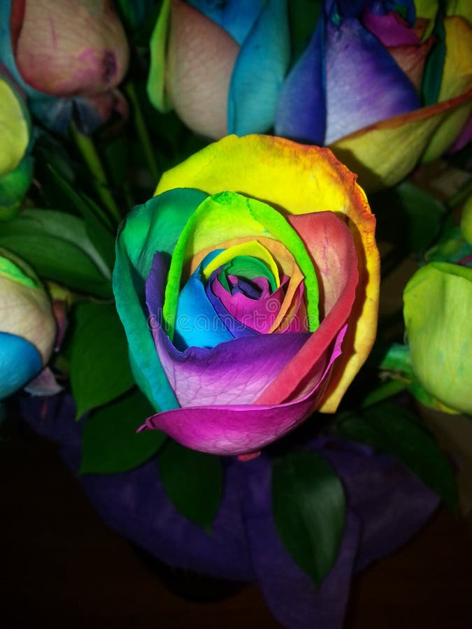 Rose stock photo. Image of outdoor, multi, flower, sweet - 47882170