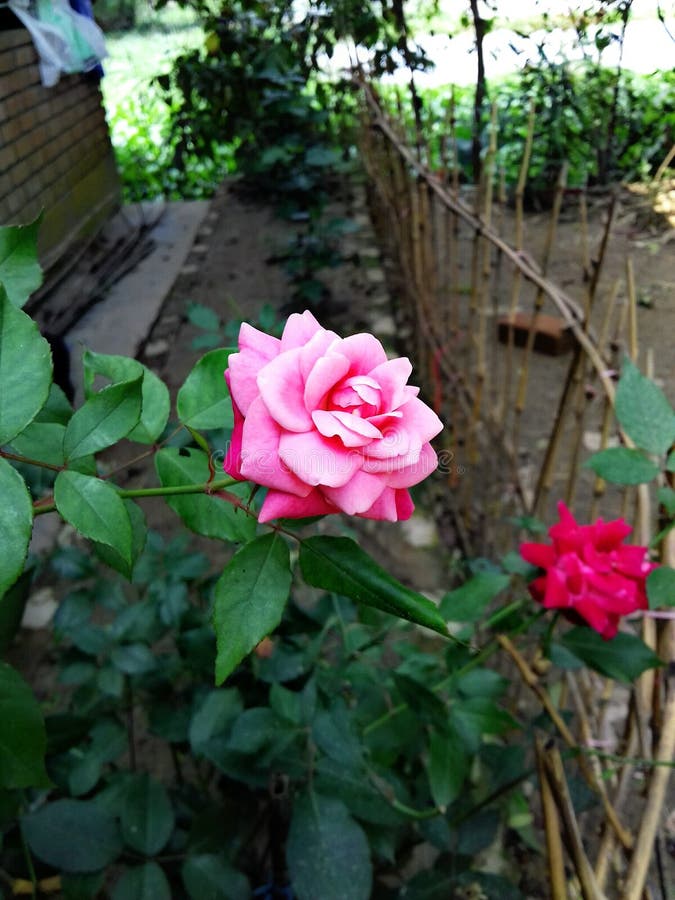 Rose stock image. Image of rose, good, garden, flower - 109445015