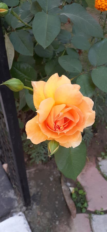 Rose in My Home Back Yard I Love it Stock Image - Image of home, back ...