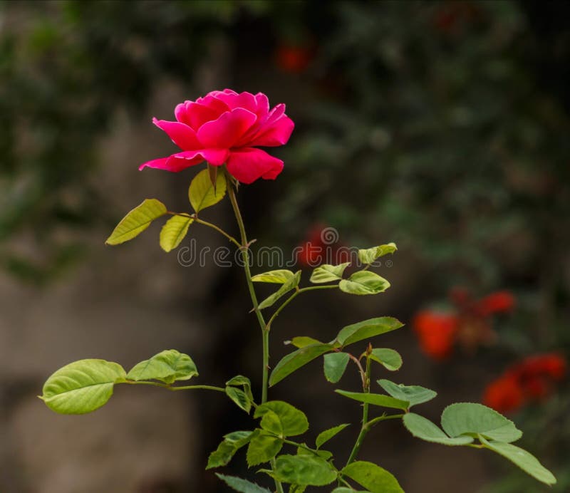 Rose natural beauty stock image. Image of pink, yellow - 230476665
