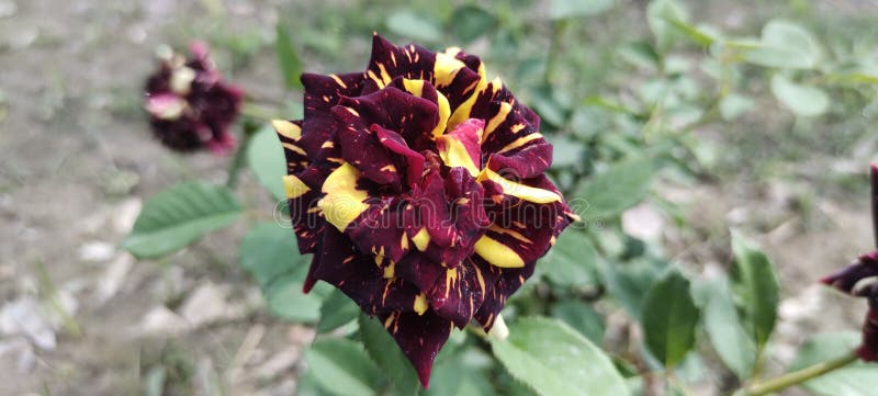 Rose, Nature, Beauty, Spring, Colors, Greenery Stock Photo - Image of ...