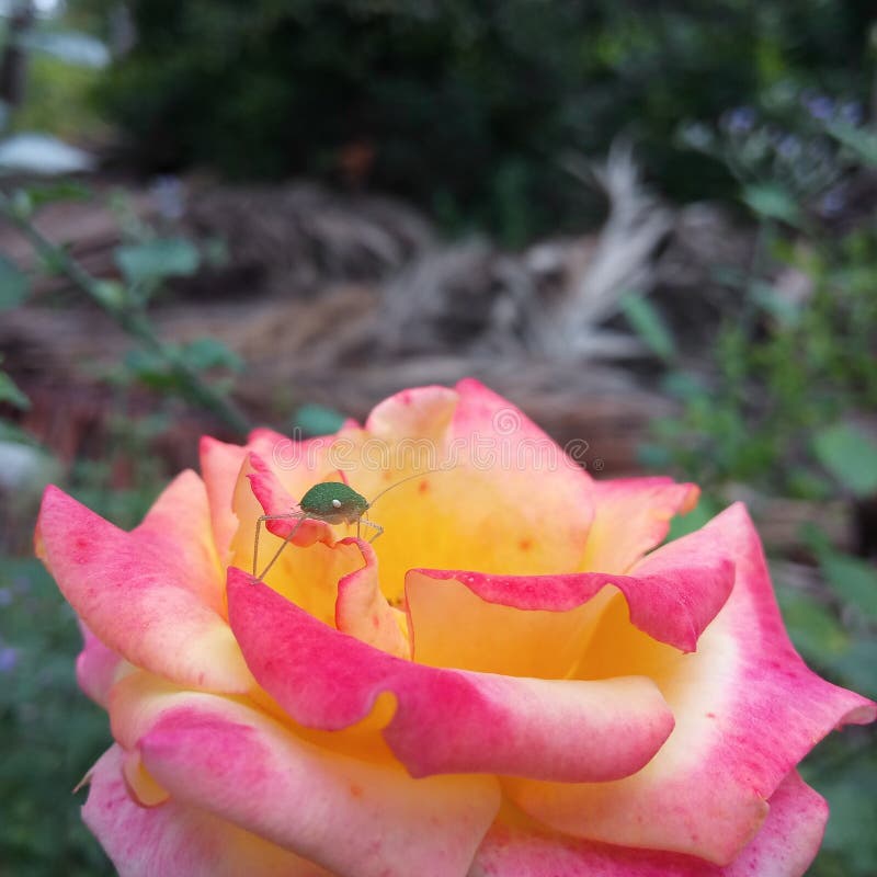 Rose editorial photography. Image of rose, moment, nature - 115804642