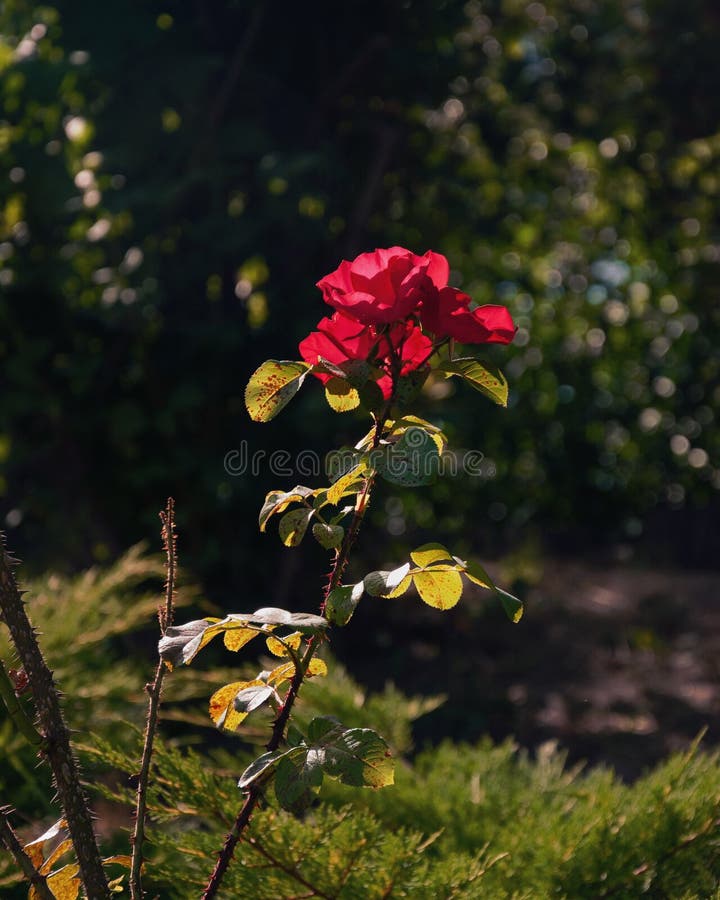 Rose, Nature, Trees, Flower, Landscape , Red Rose Stock Image - Image ...