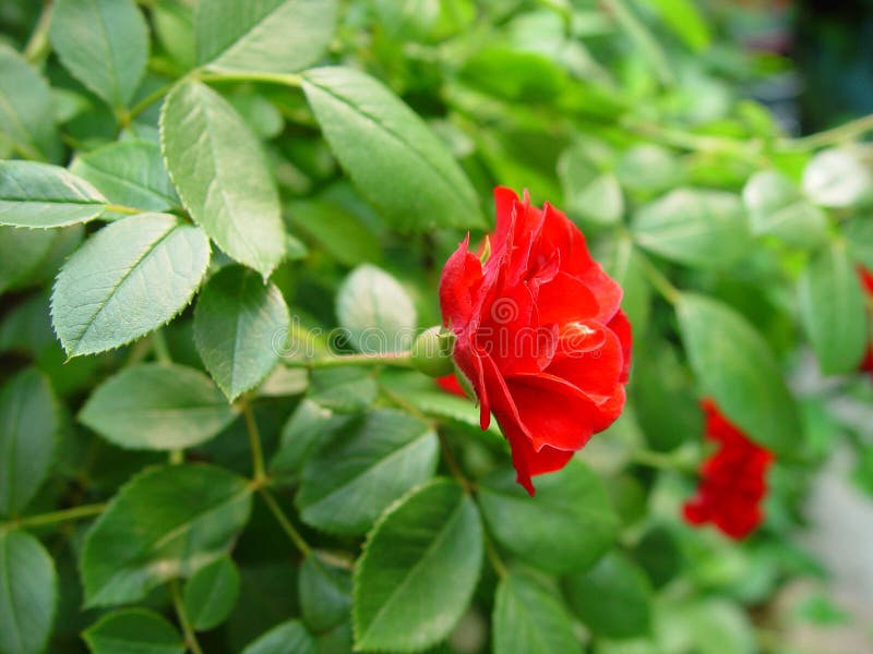 Rose stock photo. Image of leaf, needle, flora, flower - 82410408