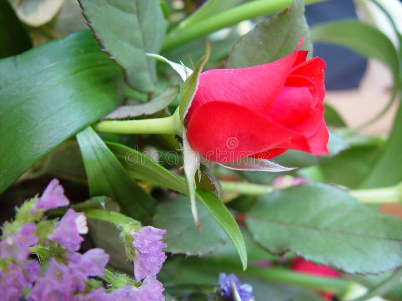 Rose stock photo. Image of leaf, plant, closeup, wildflower - 82416114