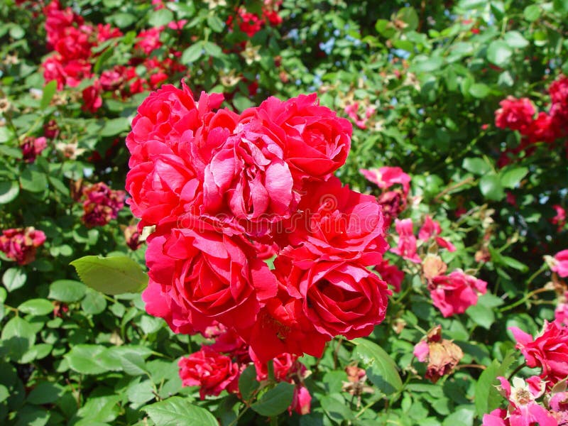 Rose stock image. Image of floribunda, needle, leaf, shrub - 82416561