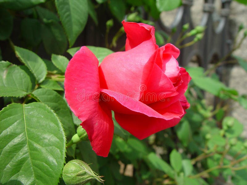 Rose stock image. Image of closeup, flora, rose, shrub - 82416583
