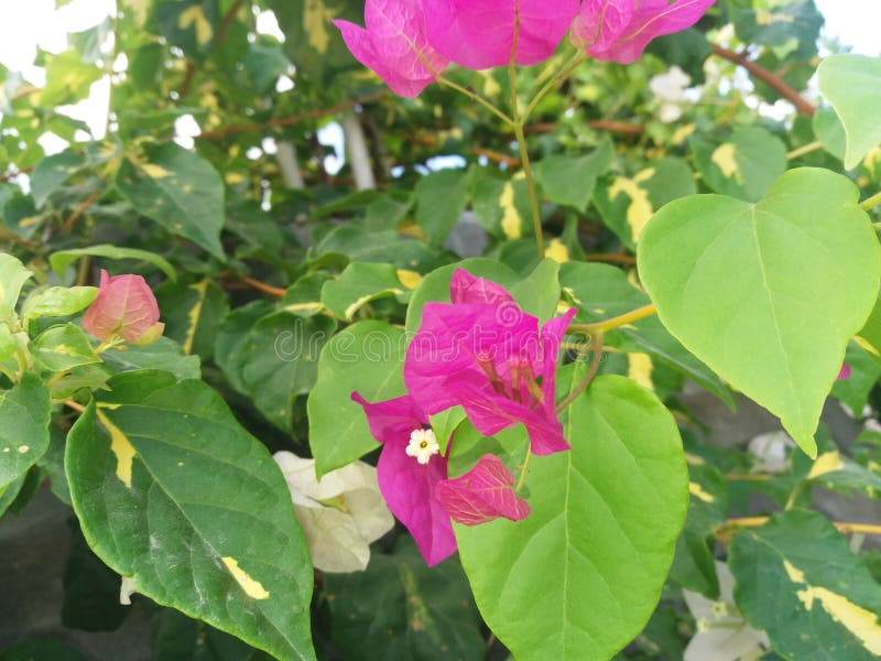 Rose nice flower stock image. Image of good, shoot, nature - 188555319