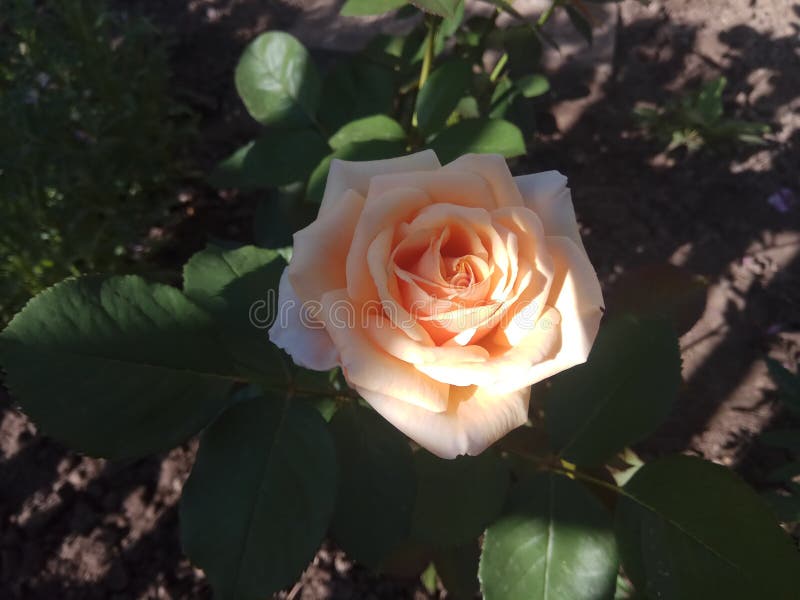 Rose stock photo. Image of nice, rose, flower, summer - 101886180