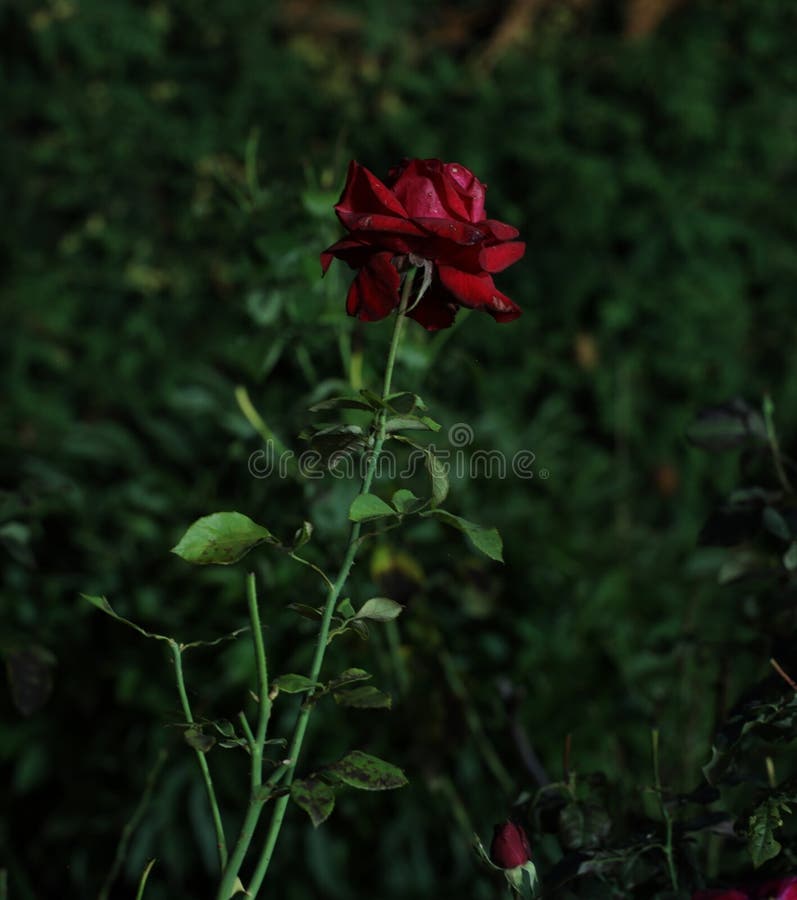 Rose garden at night stock image. Image of gardens, thorns - 45213227