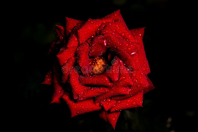Rose at night after rain stock image. Image of summer - 56925735