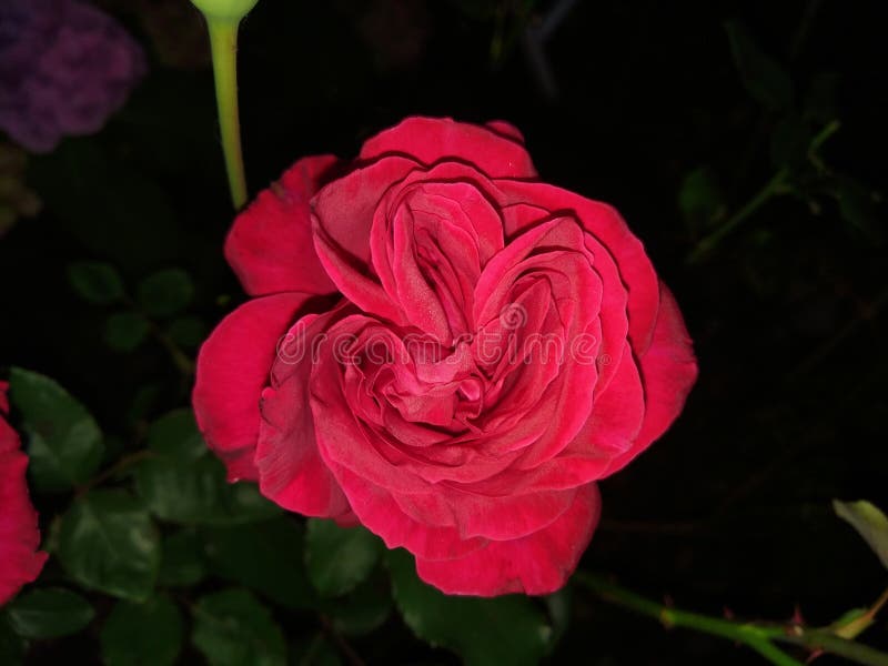 Rose stock image. Image of dark, night, rose, beautiful - 120956305