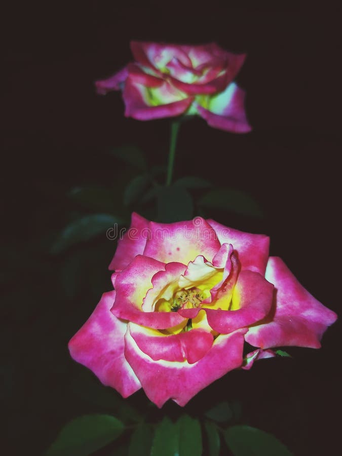 Rose at night stock image. Image of rose, front, house - 233865005