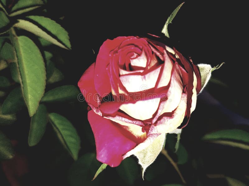 Rose in night time stock photo. Image of nighttime, rose - 195599048