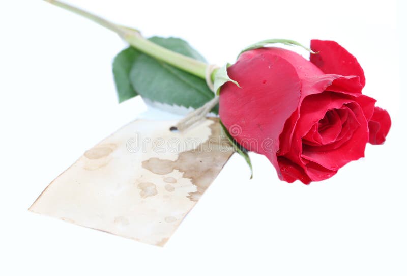 Rose with a note stock photo. Image of copy, arrangement - 12706510