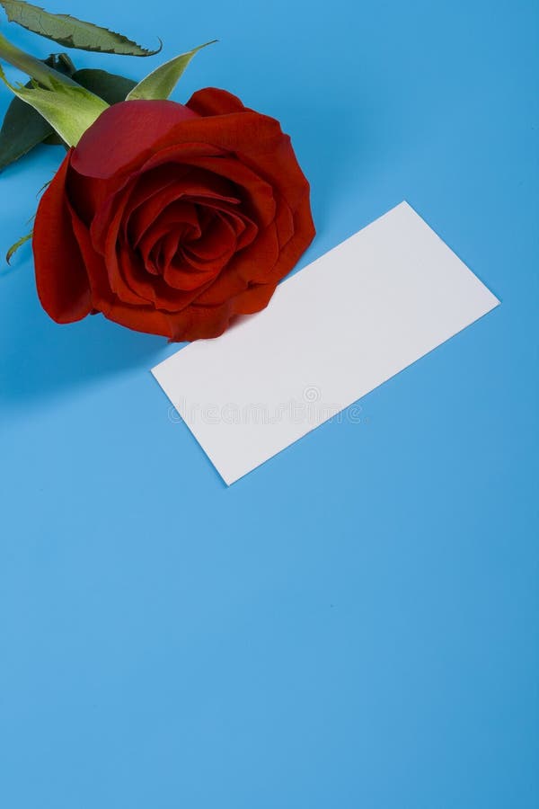 Rose and note stock photo. Image of rose, left, blank - 13012268