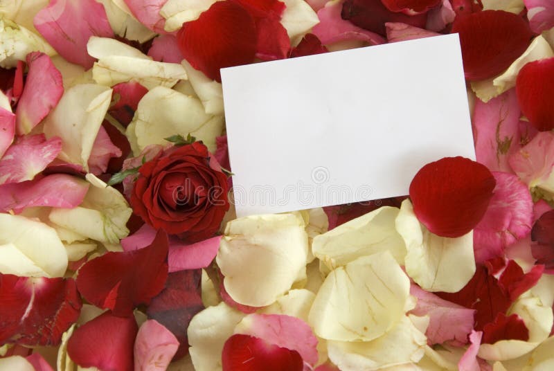 Rose and notecard stock photo. Image of birthday, thoughtful - 2533562