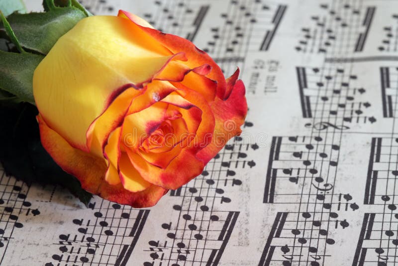 Rose on notes stock image. Image of abstract, closeup - 2133287