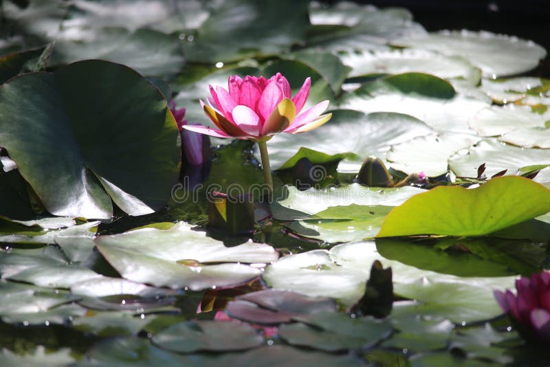 Rose Nymphaea Plant Species Stock Photo - Image of iberian, green: 91991840