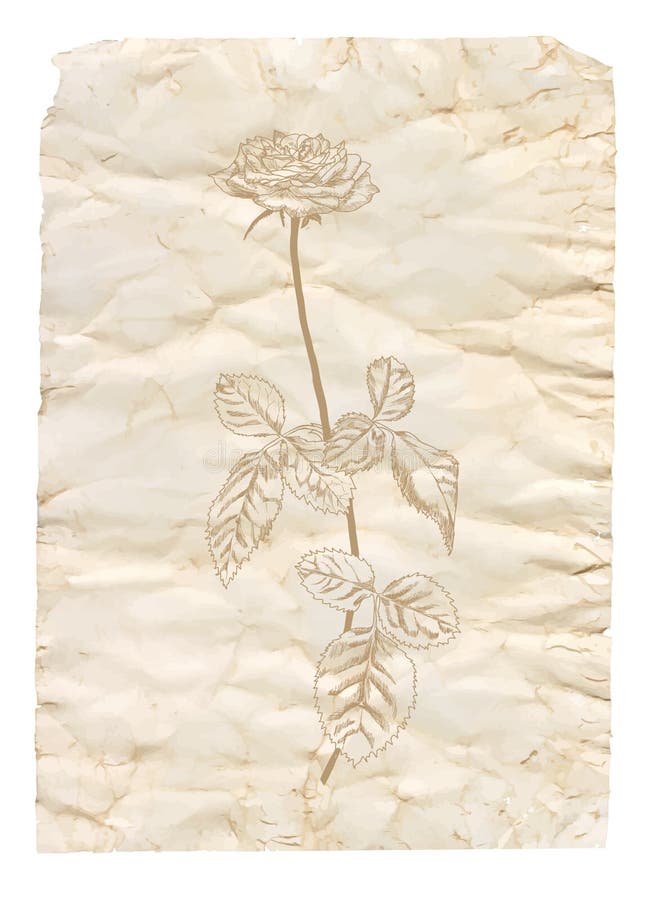Rose on old paper stock vector. Illustration of ancient - 30358188