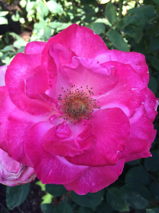 Rose stock image. Image of rose, pink, creases, little - 122406405