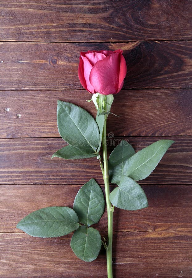 Rose on Old Rustic Wood Table Stock Image - Image of petal, rose: 62212977