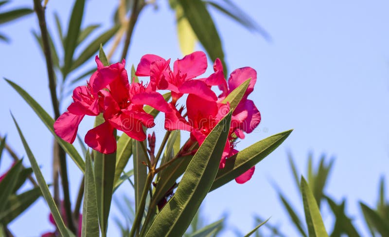 Rose Oleander in Switzerland Stock Photo - Image of blooming, oleander ...