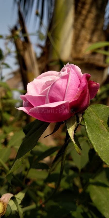 Rose is One of the Greatest Happiness Being Provided by God Stock Image ...