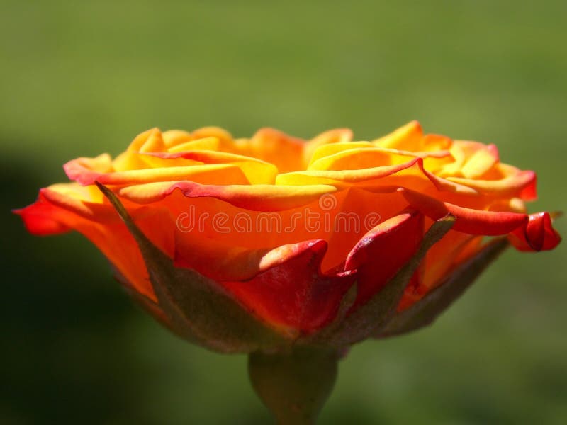 Rose stock image. Image of nature, color, flower, plant - 100136357