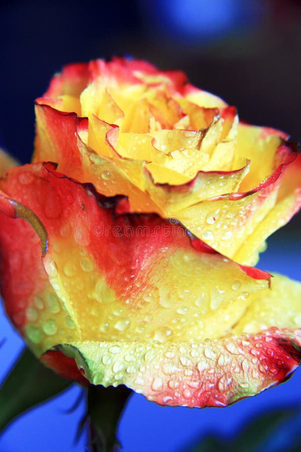 Rose stock image. Image of season, plant, botany, drops - 52334683