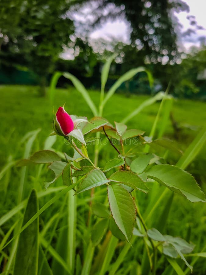 Rose Opening Amazing Pictures Stock Image - Image of amazing, blossom ...