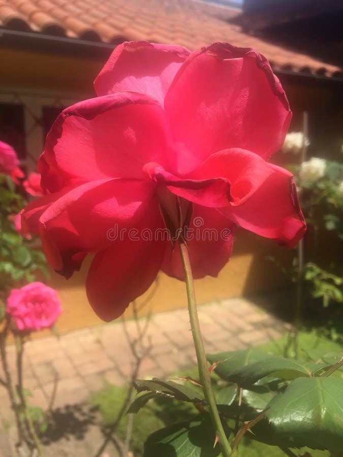 Rose outside home stock photo. Image of grow, spring - 88012674