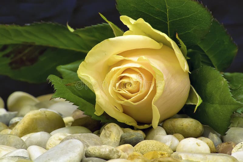 Rose over rocks stock photo. Image of beauty, rose, garden - 13970626